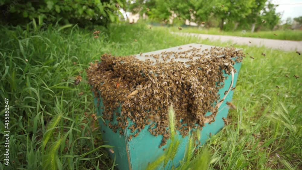 Honey bees fly around wooden hives on rainy day. Apiarist using smoke ...