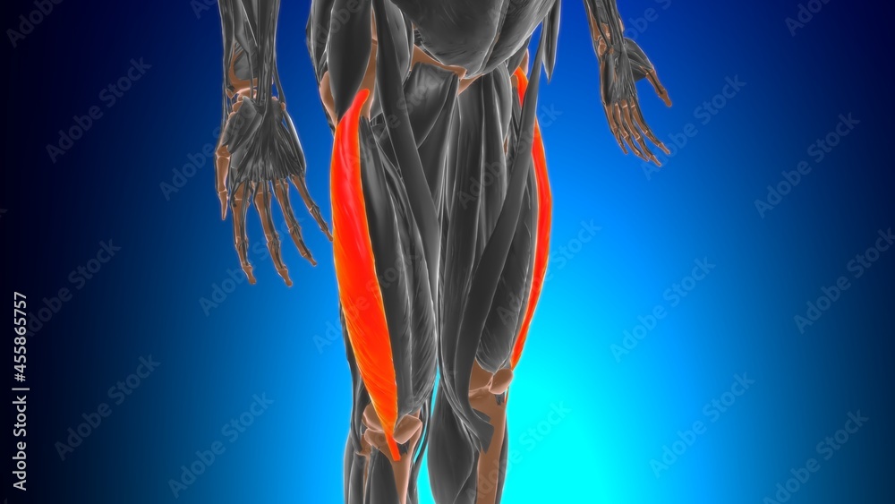 Vastus lateralis Muscle Anatomy For Medical Concept 3D Stock ...