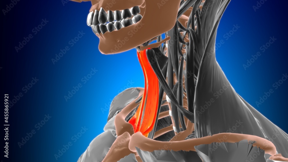 Sternohyoid Muscle Anatomy For Medical Concept 3D Stock Illustration ...