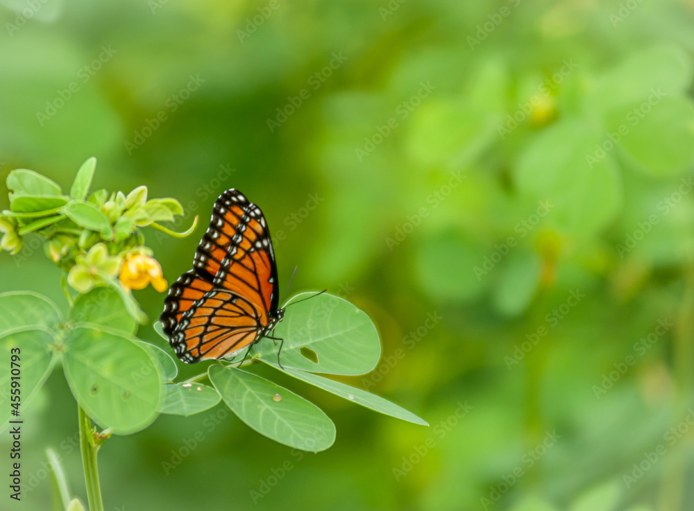 Butterfly Slide Background - Orange and Black Butterfly Stock Photo ...