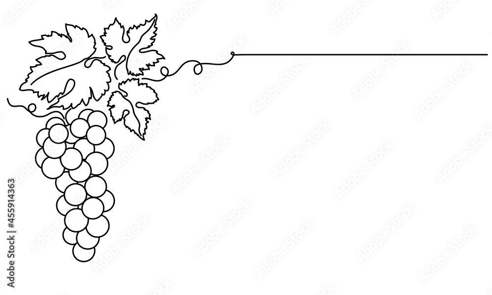 Bunches of grapes and leaves. Vine. Vector line drawing on white or ...