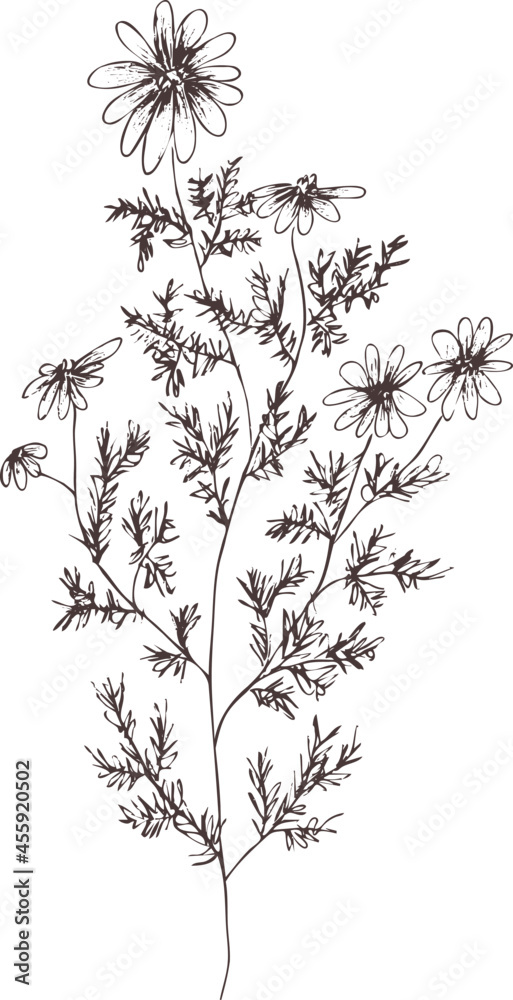Hand drawn outline abstract vector image. Sprig of chamomile. flower ...