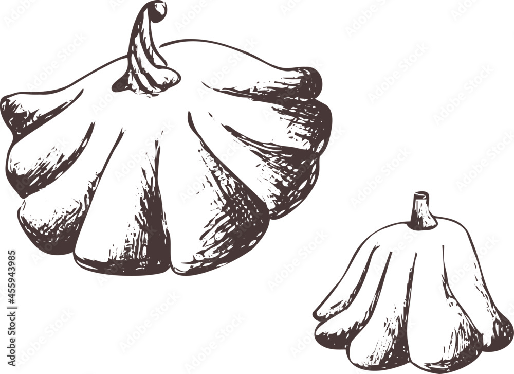 Hand drawn outline abstract vector image. Squash silhouette isolated on ...