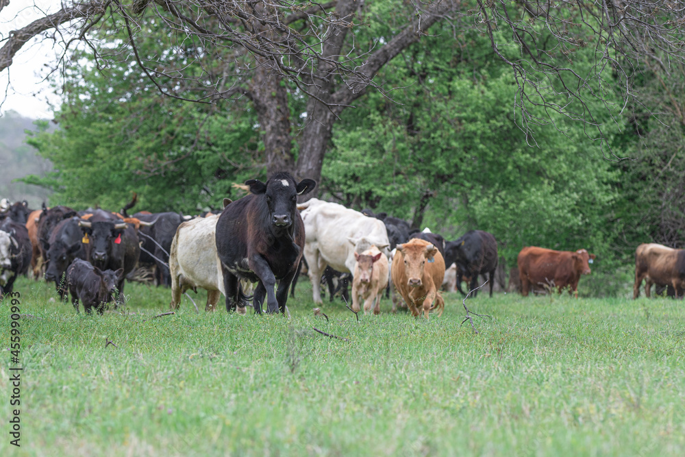 Cattle round up and calf branding in Oklahoma. cows with calves. Stock ...