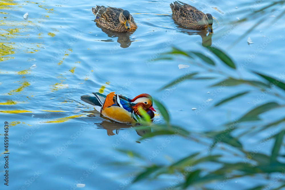 Aix galericulata. A beautiful multi colored Mandarin duck swims in a ...