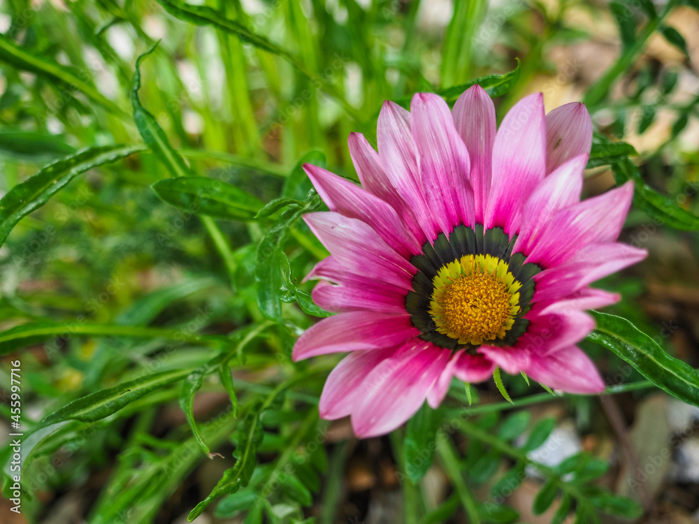 Pink Trailing Gazania Rigens or Treasure Talent G. splendens, purple ...