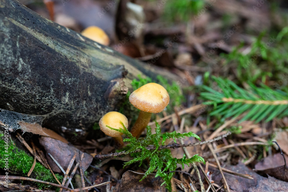 Galerina marginata, known as the Funeral Bell mushroom or deadly ...