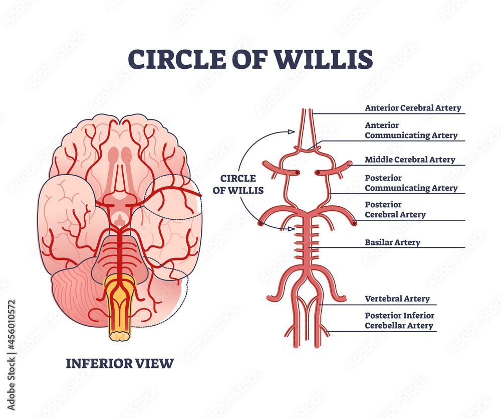 Poster Circle of willis circulatory anastomosis with blood stream in ...