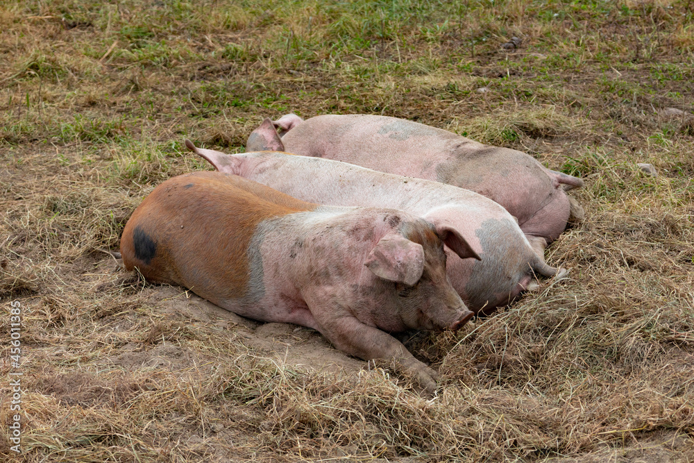 free-range pigs. Healthy nice pigs enjoy themselves in a meadow where ...