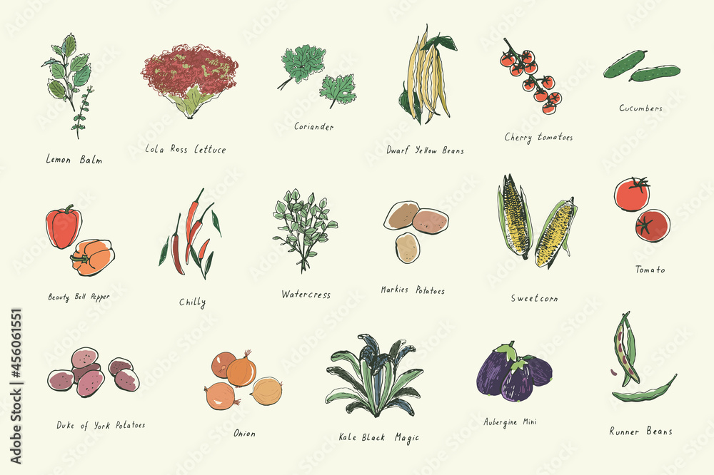 vegetables vector color illustrations set Stock Vector | Adobe Stock