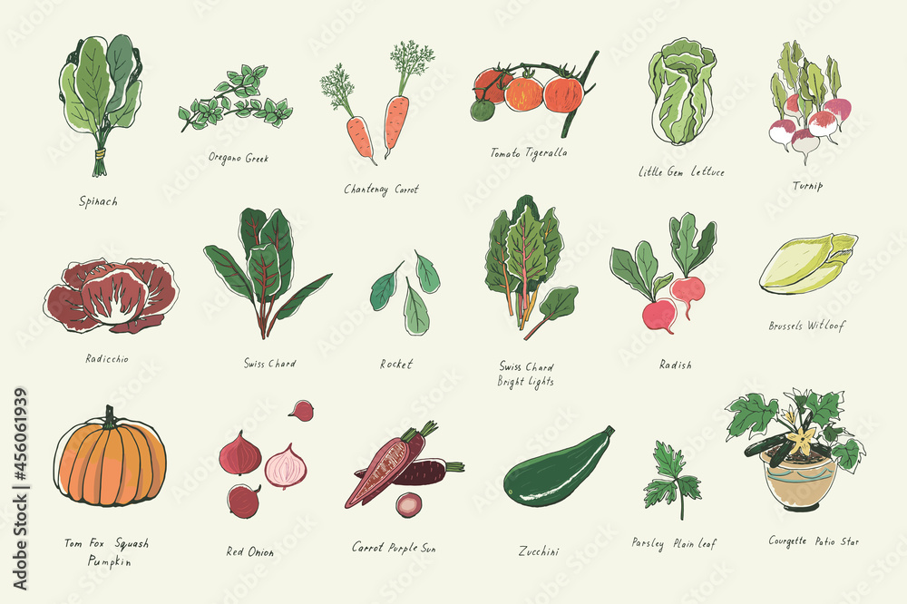vegetables vector color illustrations set Stock Vector | Adobe Stock