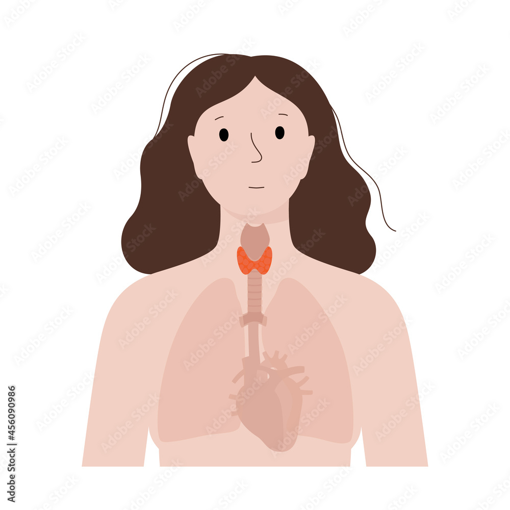 Thyroid gland anatomy Stock Vector | Adobe Stock