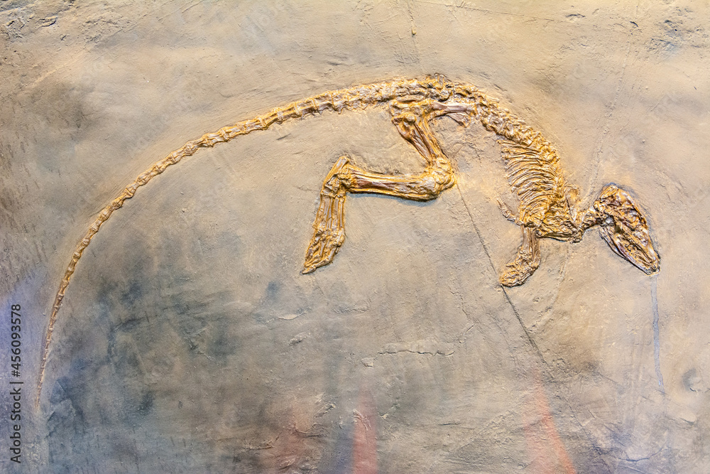 Fossilized skeleton of Paroodectes feisti, a miacid animal that lived ...