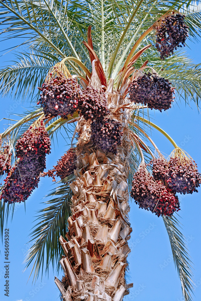The date palm or tammar or date palm, phoenix dactylifera, is a palm ...