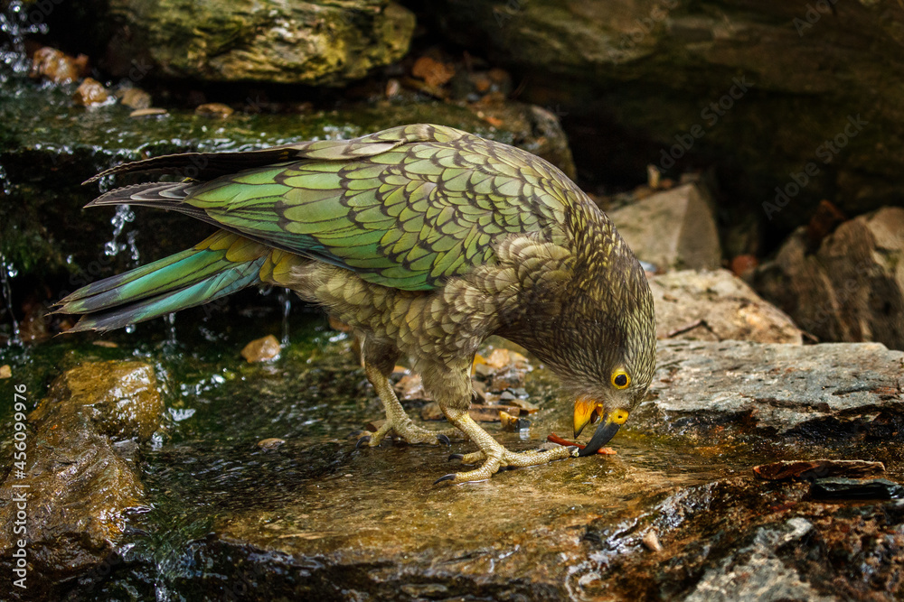 Curious parrot. Juvenile kea, Nestor notabilis, investigates a piece of ...