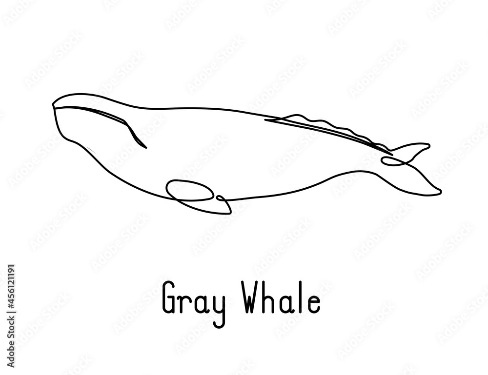 Single continuous line drawing of gray whale for marine company logo ...