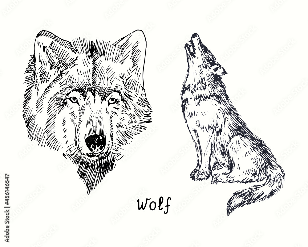 Wolf collection muzzle front view and sitting howling side view. Ink ...
