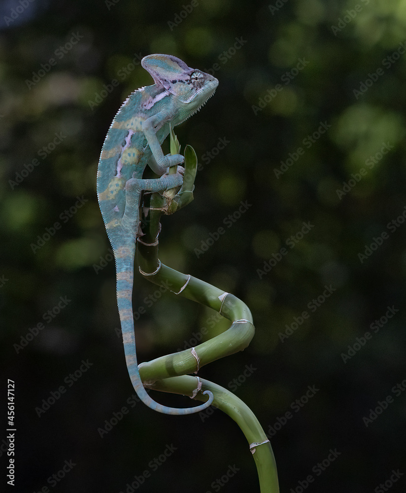 Veiled Chameleon extended their tongue to catch flies as their natural ...