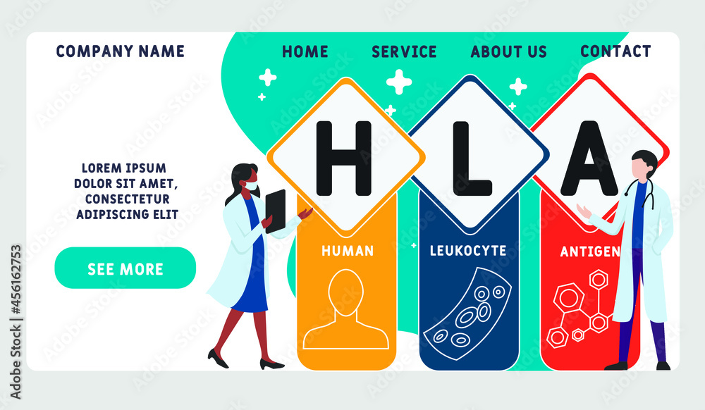 Vetor de Vector website design template . HLA - Human Leukocyte Antigen ...