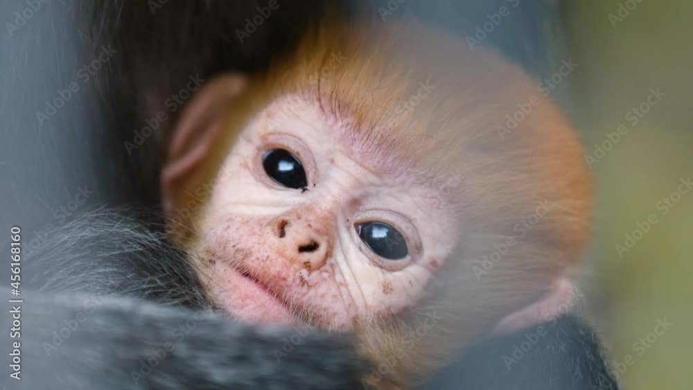 Close-up filming of Javan Surili monkey family with baby. Cute little ...