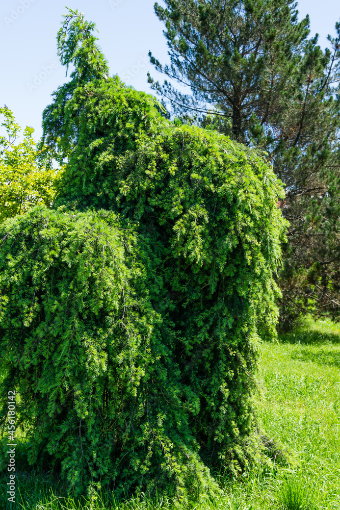 Weeping Himalayan cedar (Cedrus Deodara Pendula) growing in spring ...