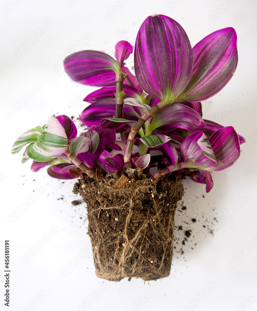 Closeup of houseplant Tradescantia Nanouk with exposed roots out of its ...