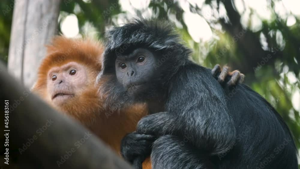 Close-up filming of Javan Surili monkey family with baby. Cute little ...