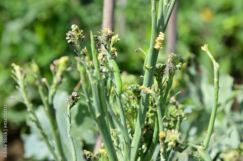 モンシロチョウの幼虫に食べつくされたブロッコリーの葉 Stock Photo | Adobe Stock