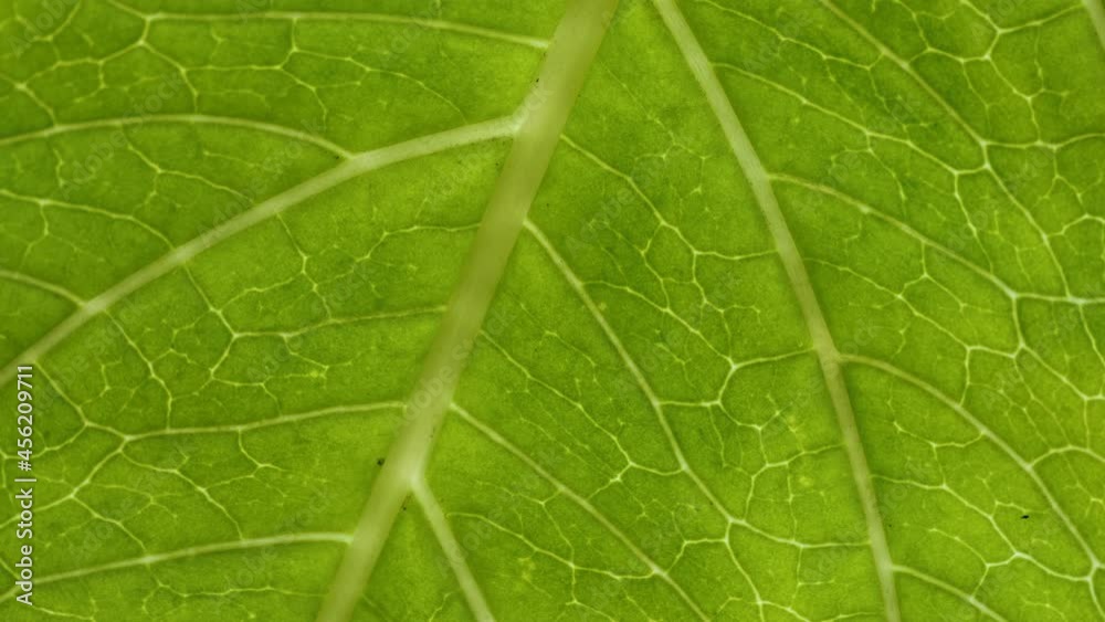 Cell Structure View of Leaf Surface Showing Plant Cells For Education ...