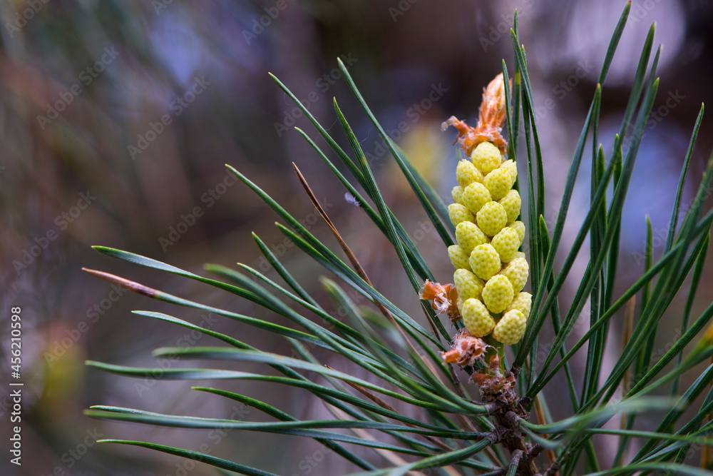 pinus resinosa. young Pineoung tender cones on a pine branch in the ...