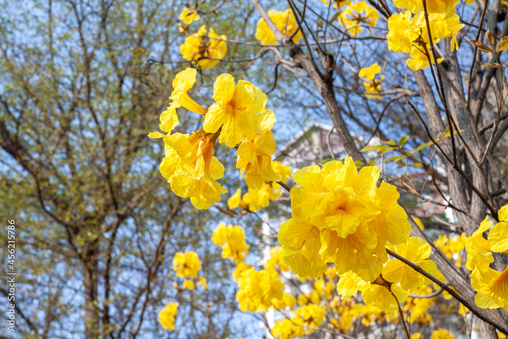 Beautiful flowers of blooming golden trumpet tree, blooming guayacan ...