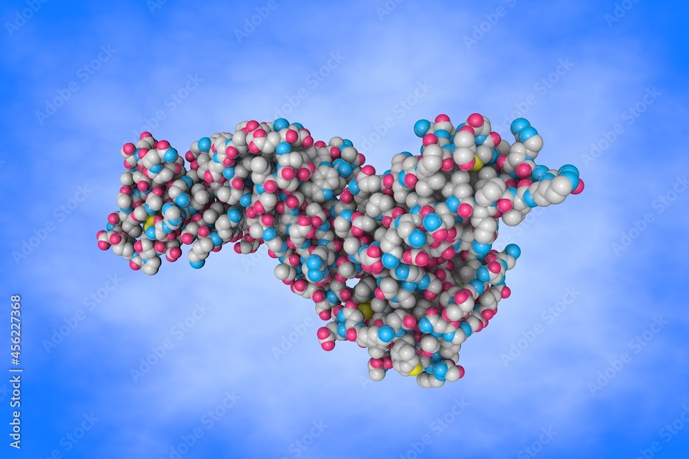 Space-filling molecular model of human interleukin-12, a pro ...