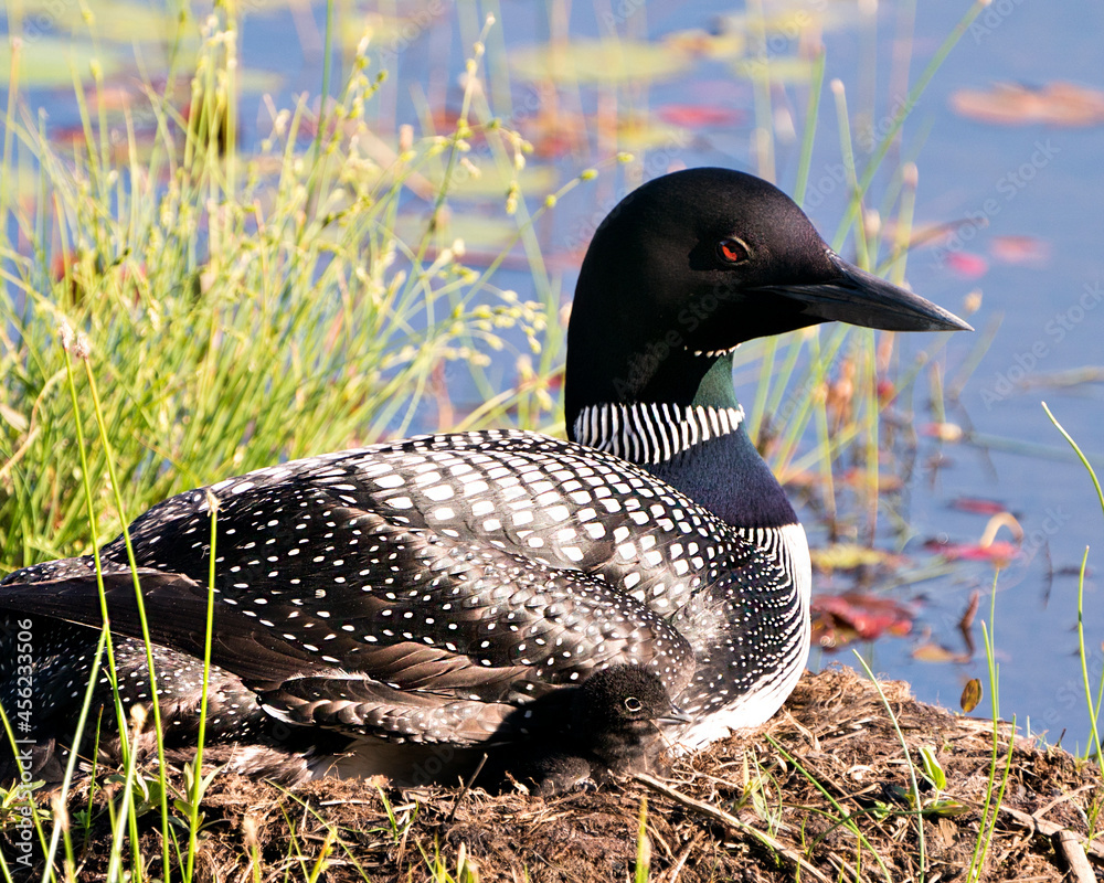 Common Loon Photo. Loon with one day baby chick under her feather wings ...