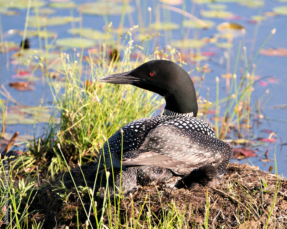 Common Loon Photo. Loon with one day baby chick under her feather wings ...