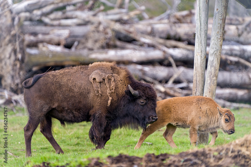 Bison Stock Photo and Image. Bison adult with baby bison walking in the ...