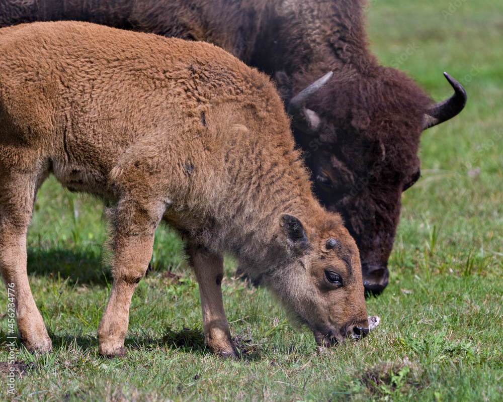 Bison Stock Photo and Image. Bison adult with baby bison close-up view ...