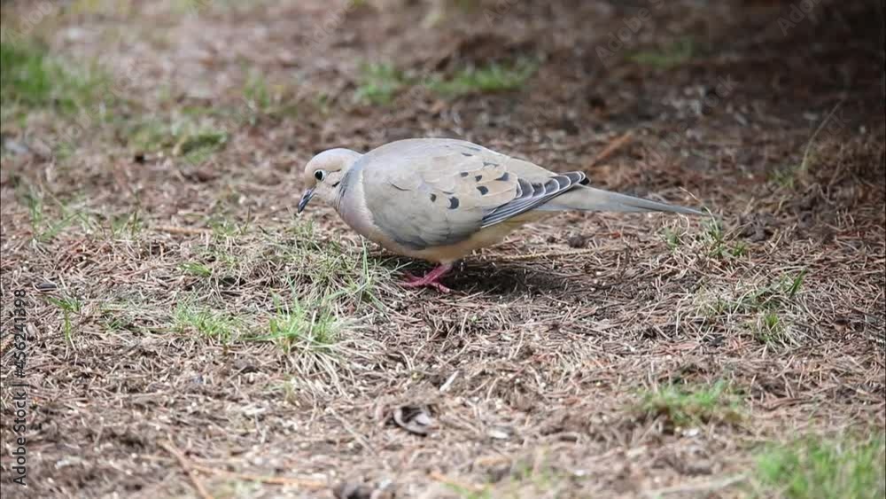 The mourning dove (Zenaida macroura) also known as the American ...