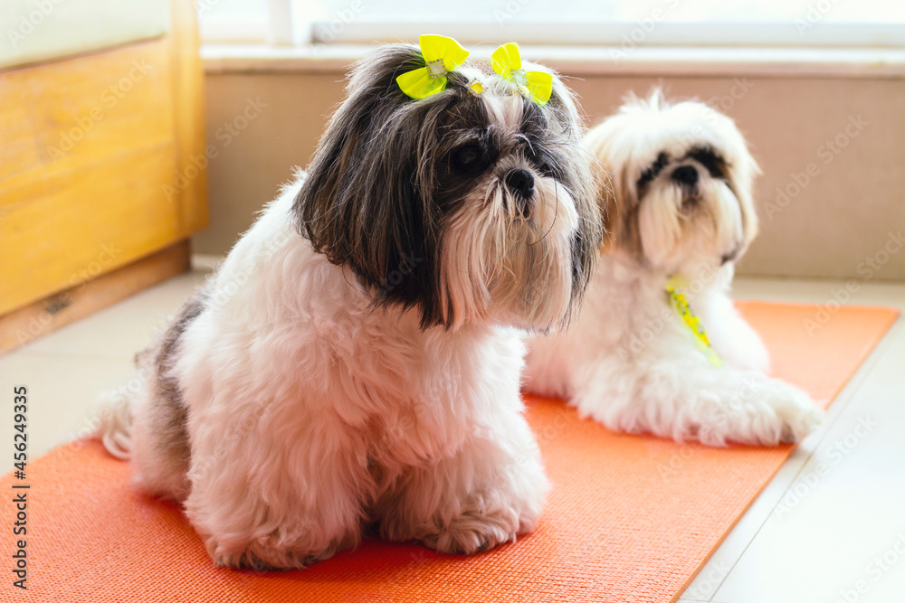 Two dogs sitting on an orange yoga mat at home. Gymnastics accessories ...