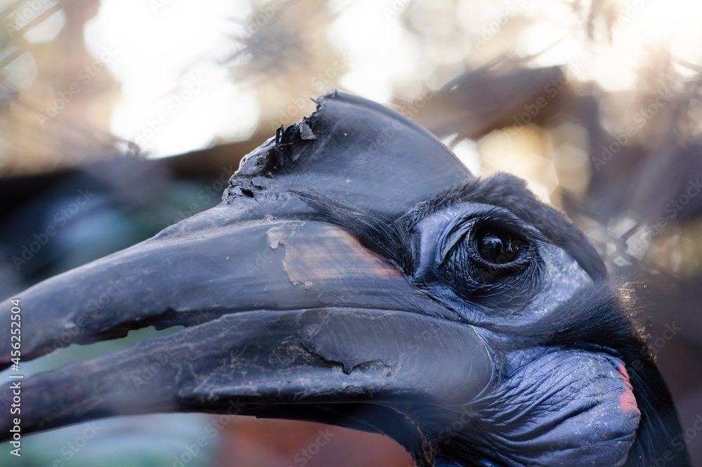 horned raven. order is crab-like (Coraciiformes). family of rhinoceros ...