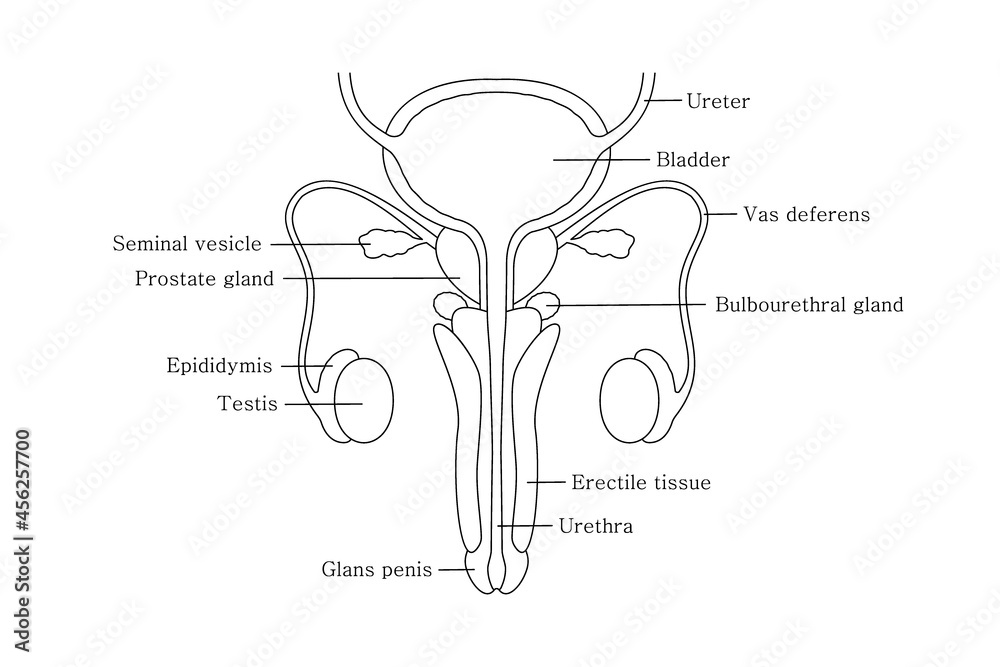 Male reproductive system in line style with cut-away view. Male ...
