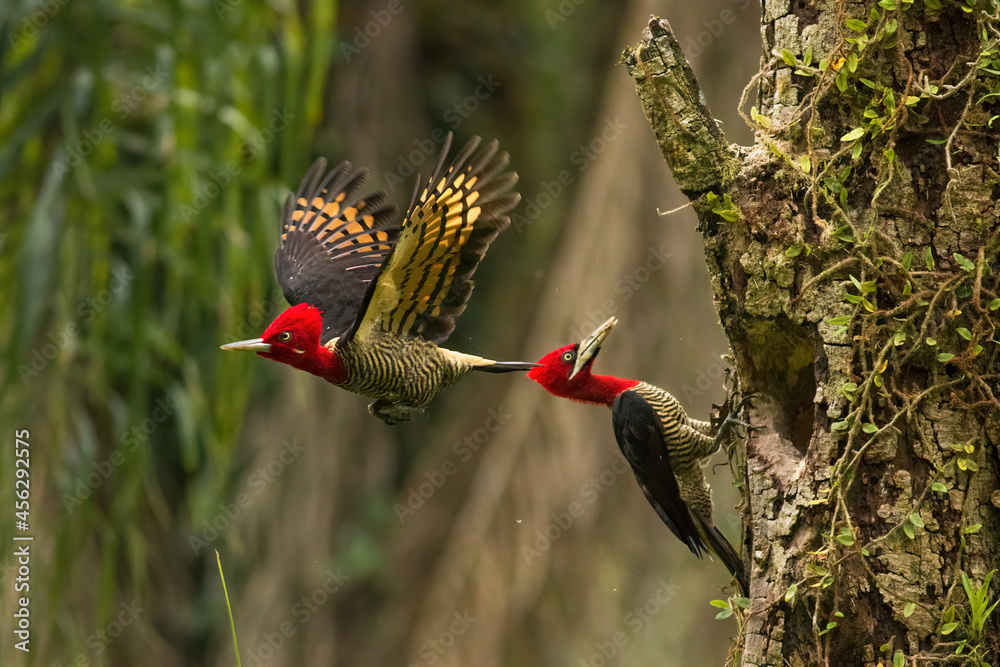 Robust Woodpecker from Brazil.Pica-pau rei fotografado na mata ...