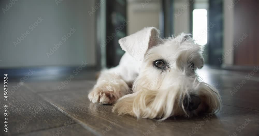 Sad beauty white miniature Schnauzer terrier dog lying on the floor ...