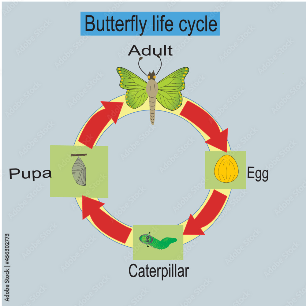 Butterfly life cycle, 4 stages, egg, caterpillar, pupa and adult ...