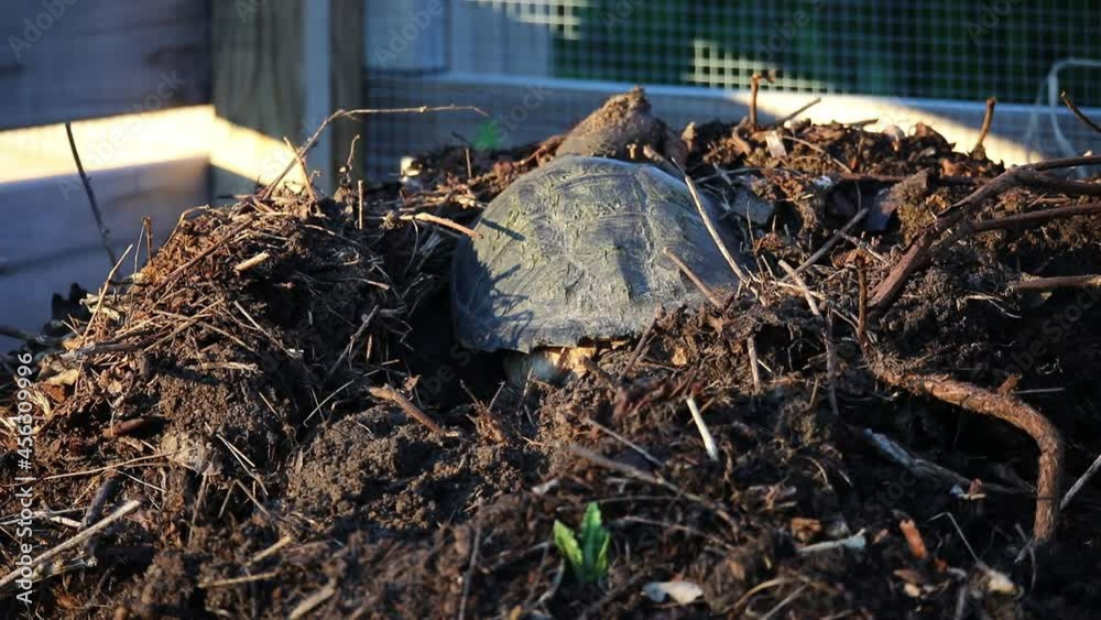 The common snapping turtle (Chelydra serpentina)digs a hole for laying ...