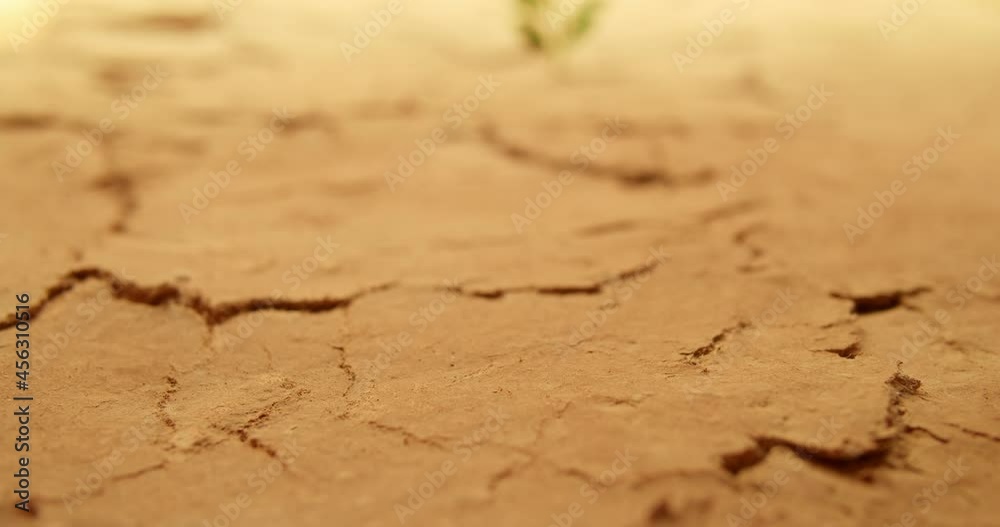 Dry cracked desert soil with single green plant sprouting up from the ...