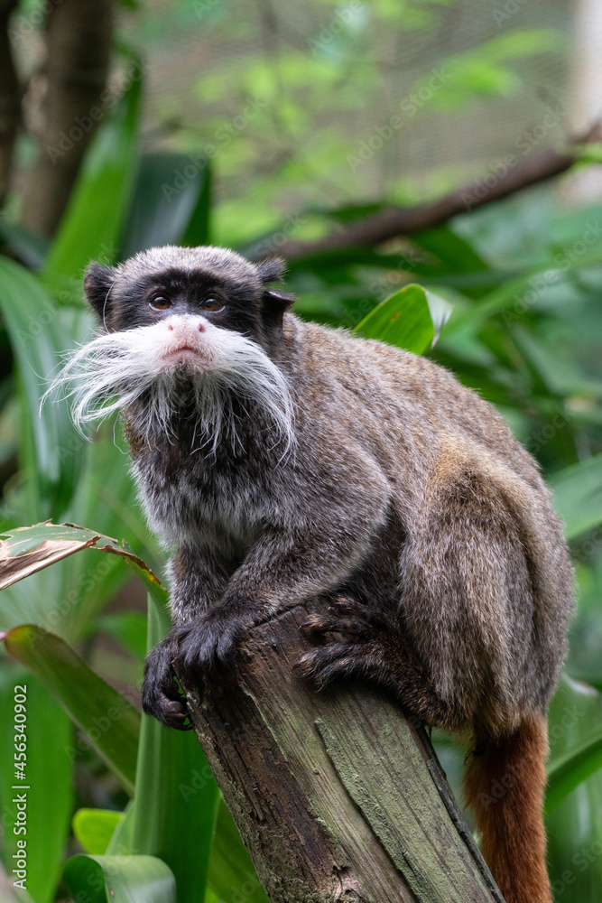 Emperor tamarin (Saguinus imperator), a New World monkey found in the ...