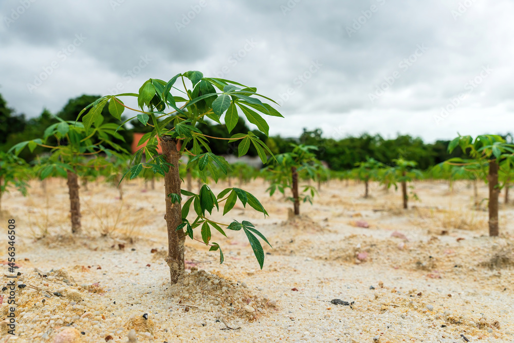 Tapioca fields on natural background, Grow cassava, Season of planting ...
