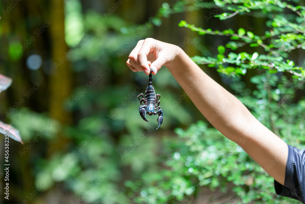 selective focus A large black scorpion in teenage boy's hand holding ...