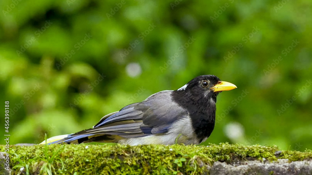 Foto de The yellow-billed blue magpie or gold-billed magpie (Urocissa ...