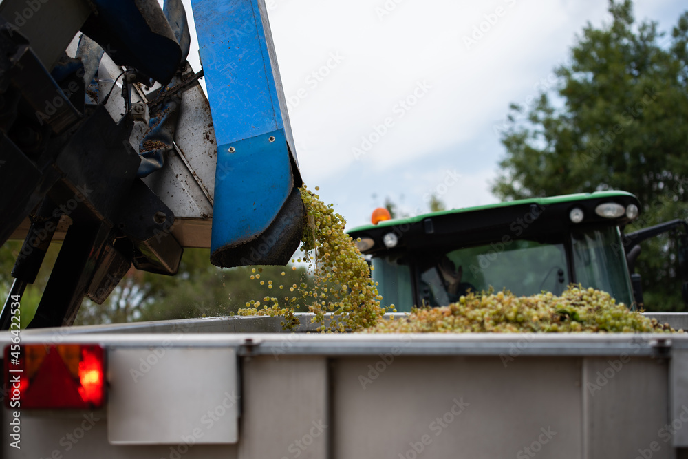 Hopper of a grape harvesting machine tipping the load on a trailer ...